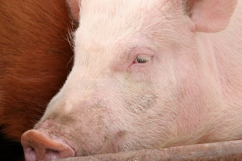 Pig stock image. Image of crush, farm, funny, gross, swine - 2278415