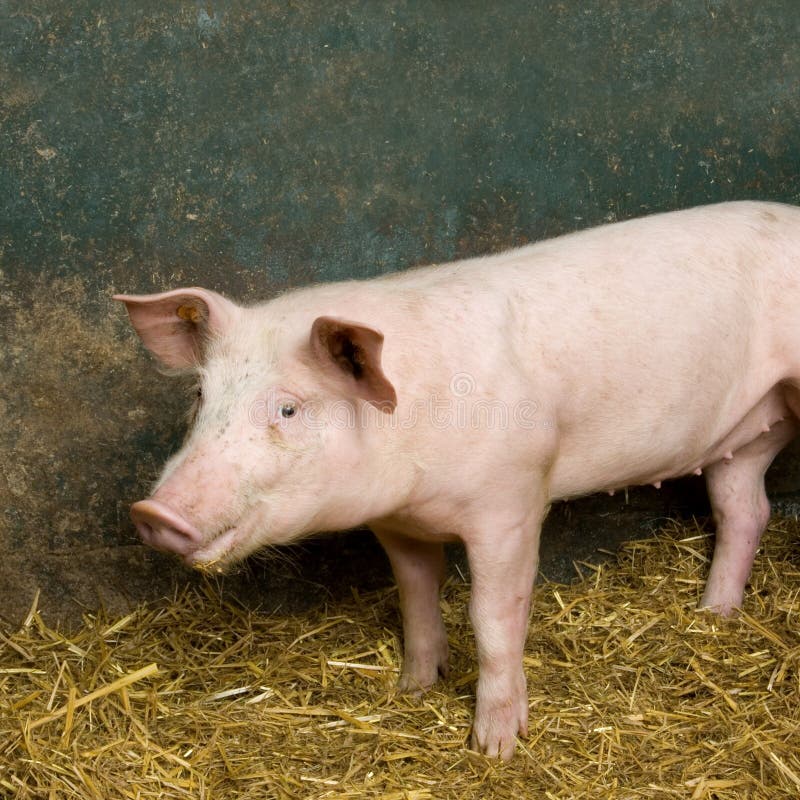 Pig stock image. Image of agriculture, mammal, pink, animal - 2333573