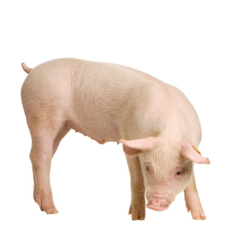 Pig stock photo. Image of piglet, studio, pork, animal - 2333752