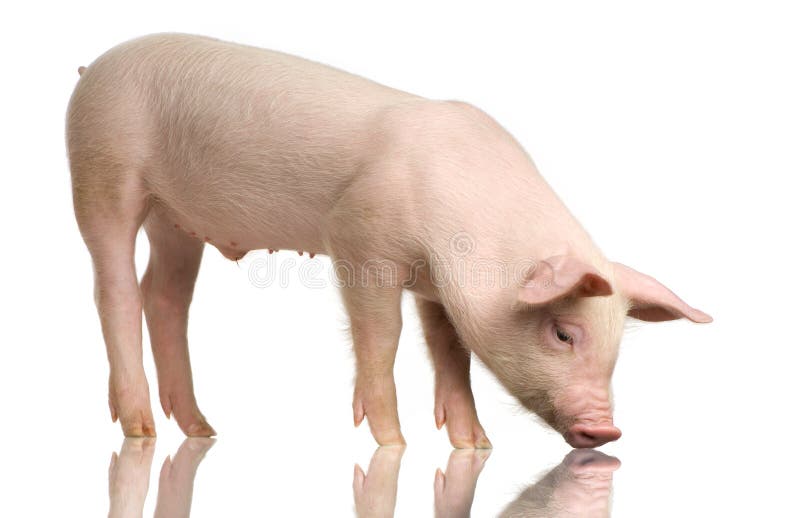 Pig Smoking Cigarette stock image. Image of pink, mammal - 17050981