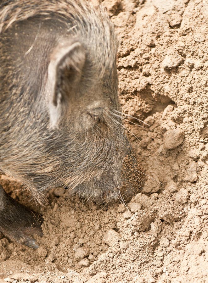 Pig stock image. Image of food, hogpen, running, tibetan - 25442353
