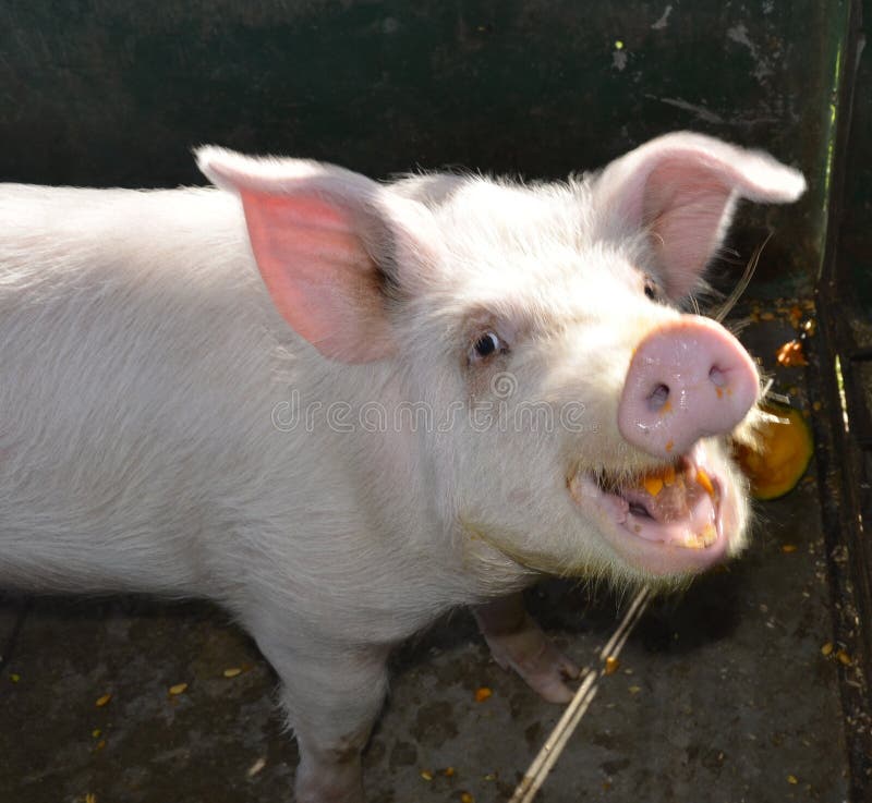 Pig face side stock photo. Image of black, face, close - 54487902