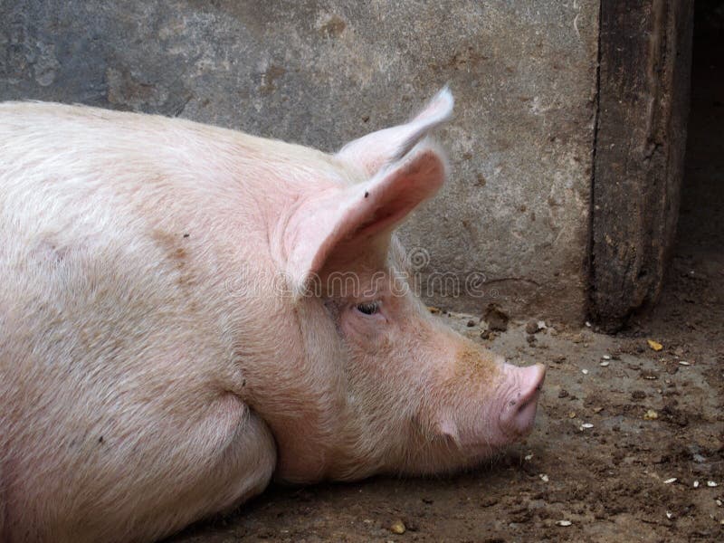 The Pig stock image. Image of fuzzy, stare, pink, female - 27243295