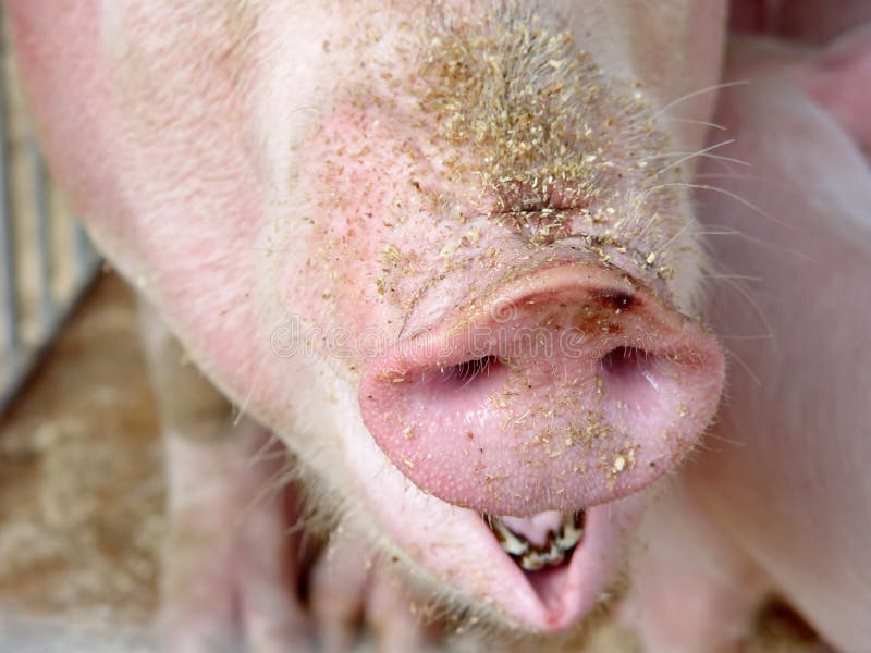 Pig nose stock photo. Image of pigs, nose, animals, mammals - 307860