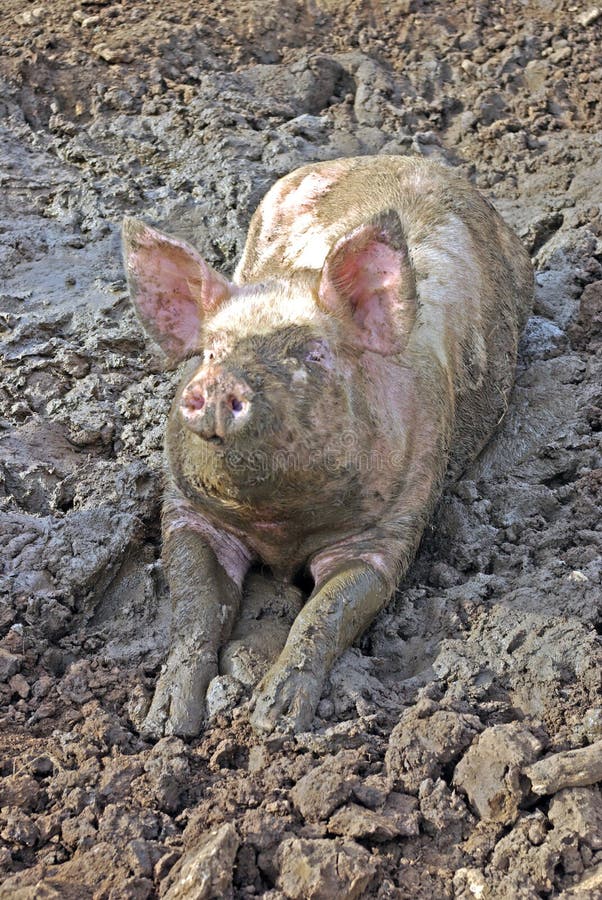 Pig theme image 4 stock vector. Illustration of cute - 34108495