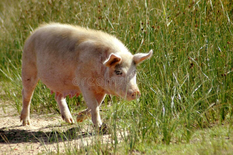 Kune Kune Pig stock photo. Image of porky, breed, bacon - 10748008