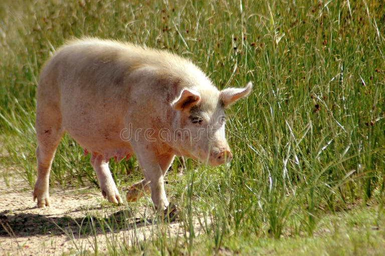 275 Pig Full Body Stock Photos - Free & Royalty-Free Stock Photos from ...