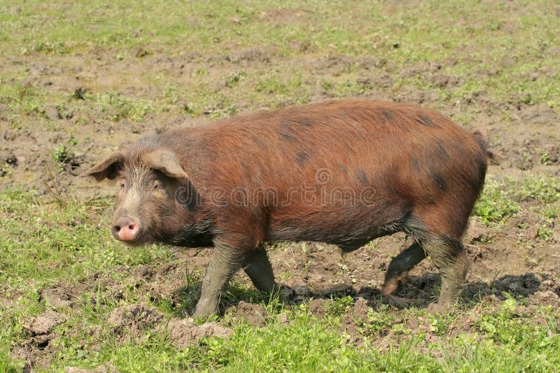 Spanish big pig stock photo. Image of agriculture, piglet - 22036138