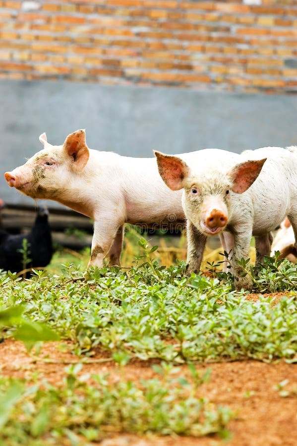 Shy pigs stock photo. Image of baby, white, pink, pets - 11095442