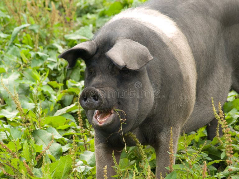 209 Pig Mouth Open Stock Photos - Free & Royalty-Free Stock Photos from ...