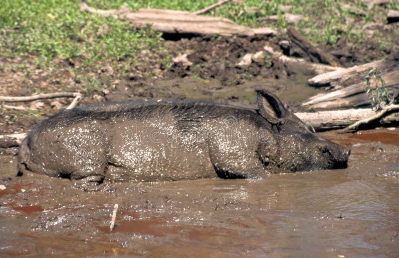 6,170 Pig Mud Stock Photos - Free & Royalty-Free Stock Photos from ...