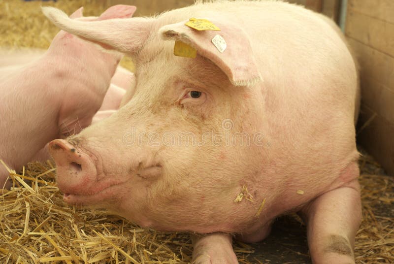 Mother and baby pig stock image. Image of touch, snout - 11685611