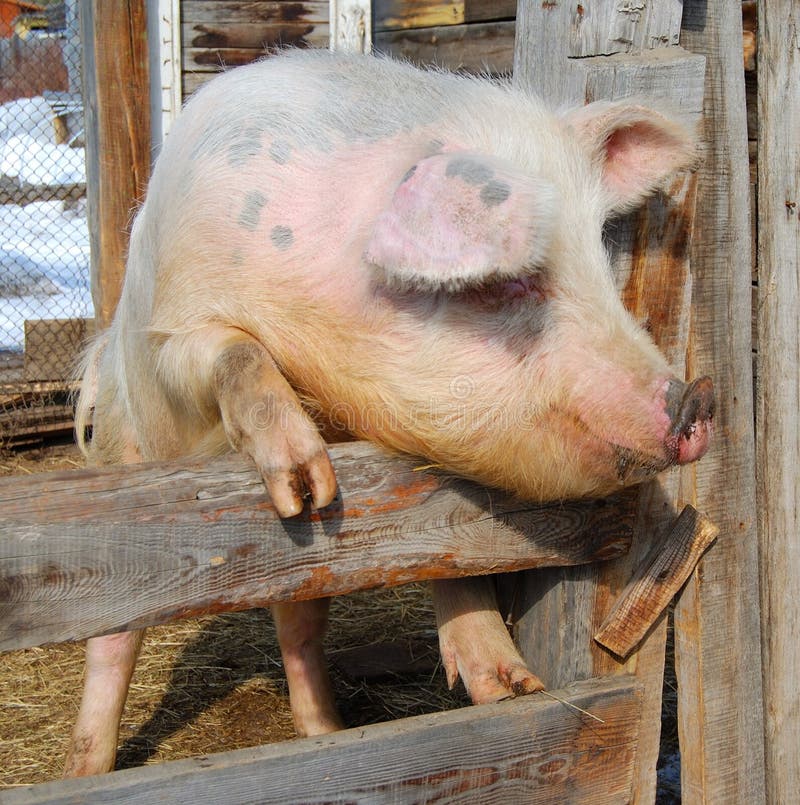 410 Pig Face Side 2 Stock Photos - Free & Royalty-Free Stock Photos ...