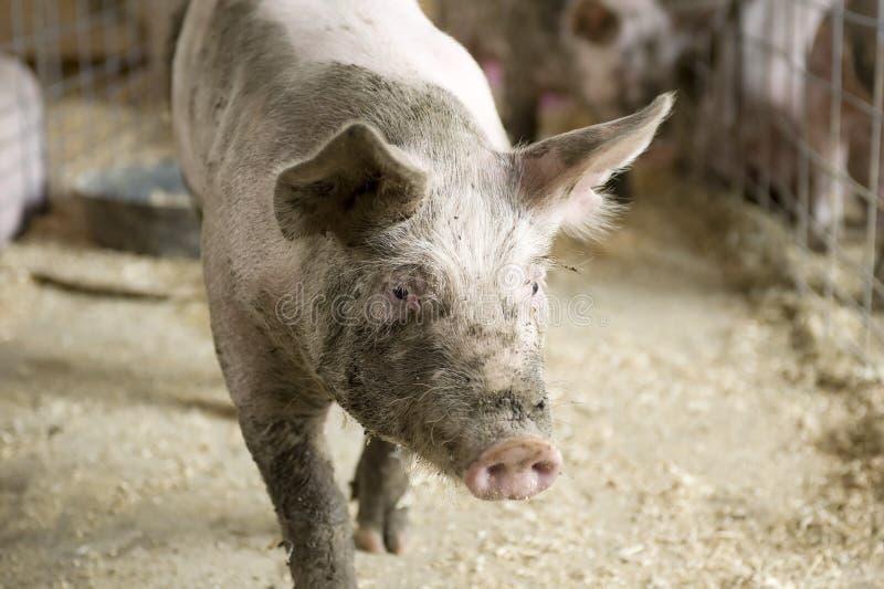 Pig stock image. Image of livestock, farm, agriculture - 8151235