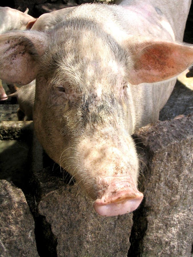 Pig Free Stock Photos & Pictures, Pig Royalty-Free and Public Domain ...