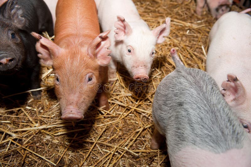 Pig stock photo. Image of agriculture, piglet, livestock - 8514796