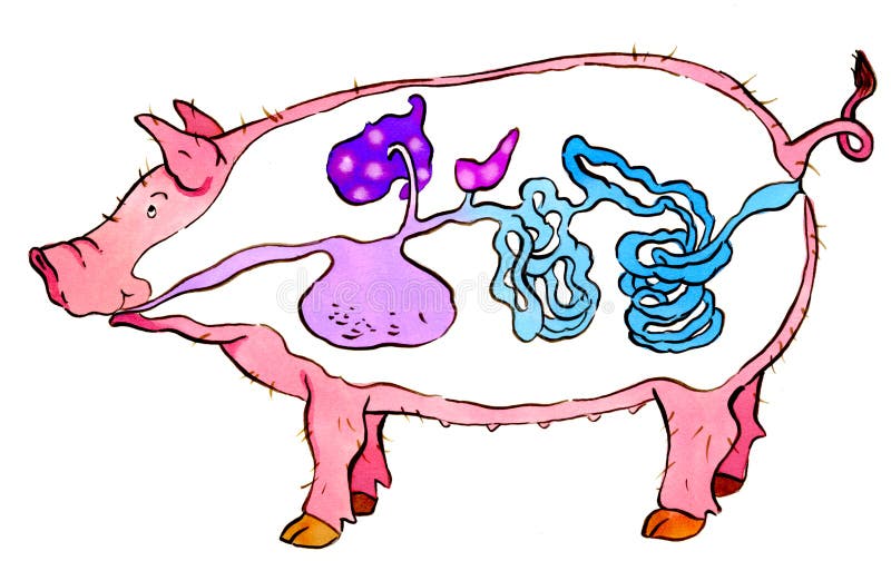 Swine Digestive System