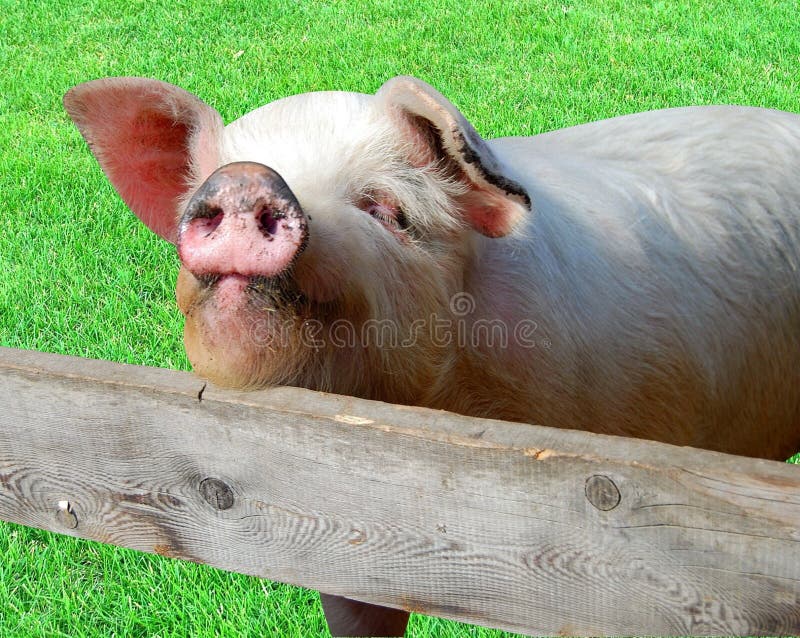 Pig Smoking Cigarette stock image. Image of pink, mammal - 17050981