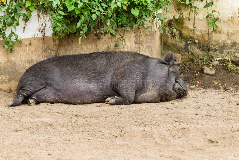 Pig Animal Sleeping stock image. Image of concept, pool - 84403701