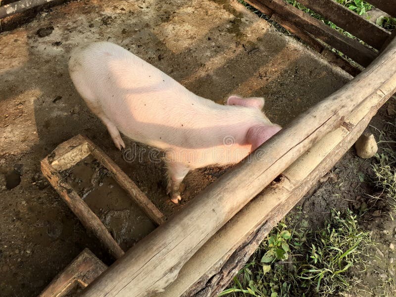 Pig stock image. Image of farm, animals, nepal, pigfarm - 201967045