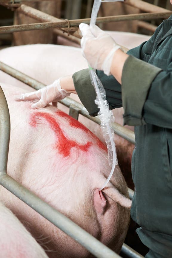Pig Artificial Insemination Fertilization Stock Image - Image of ...
