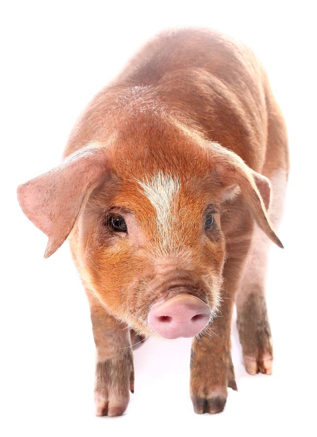 Cute Beige Pig with Black Spots Stock Image - Image of female, isolated ...