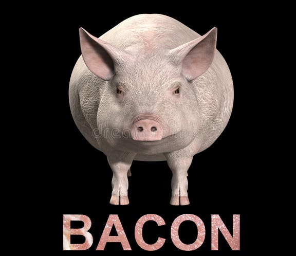 Pig and Bacon stock photo. Image of sliced, wildlife, livestock - 2693242