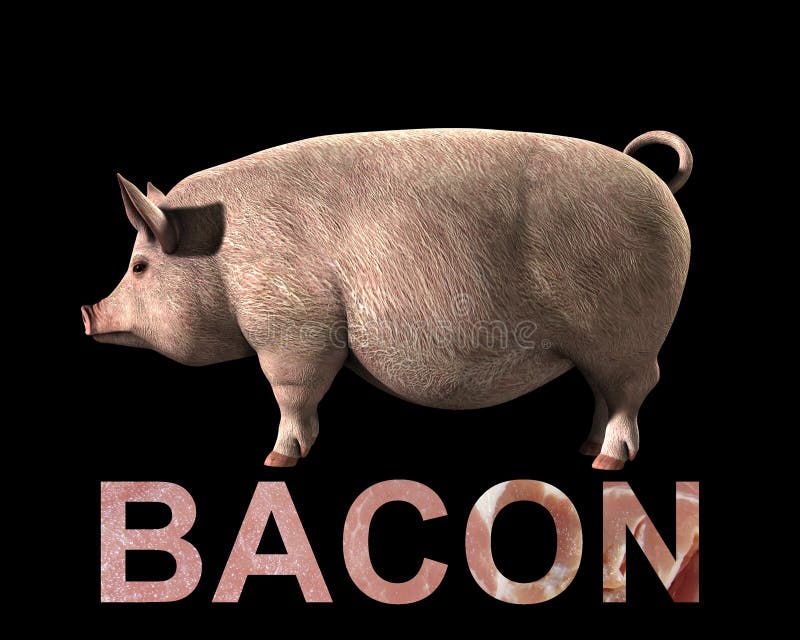 Pig and Bacon stock photo. Image of sliced, wildlife, livestock - 2693242