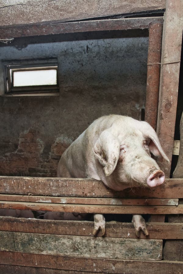 Pig in barn stock photo. Image of grunt, funny, boar - 22753784