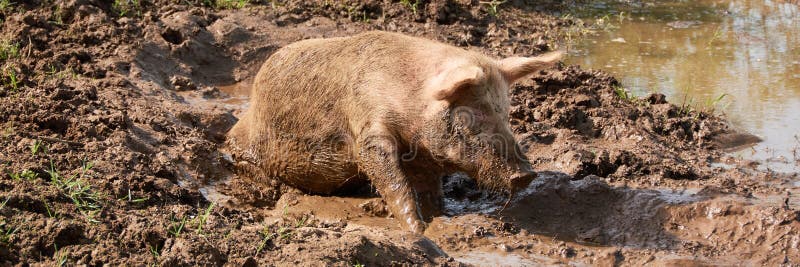 Pig bathing in the mud stock photo. Image of mammal - 223057996