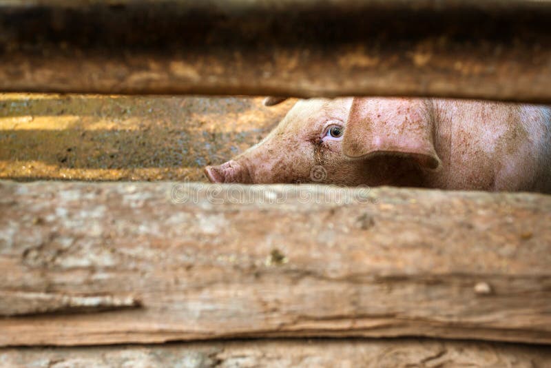 A Pig Behind the Barn Fence Stock Photo - Image of butchery, closeup ...