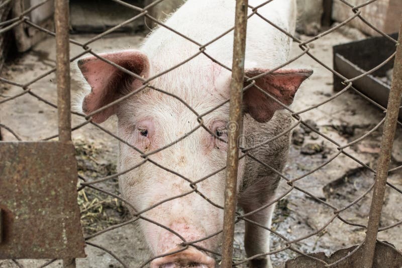 A Pig Behind The Barn Fence Stock Photo - Image of butchery, closeup ...