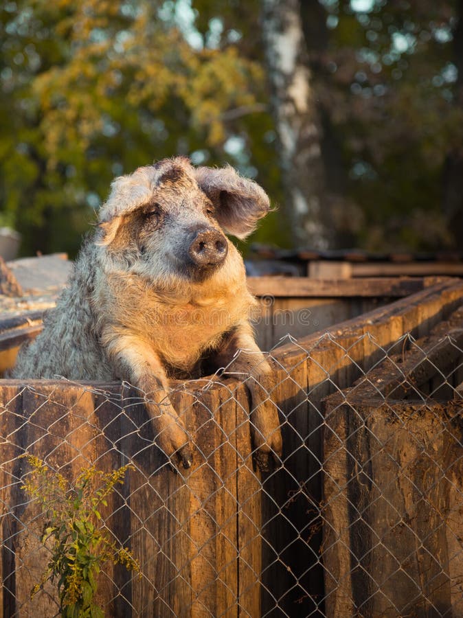 Pig behind a fence stock image. Image of grass, barn - 66431495