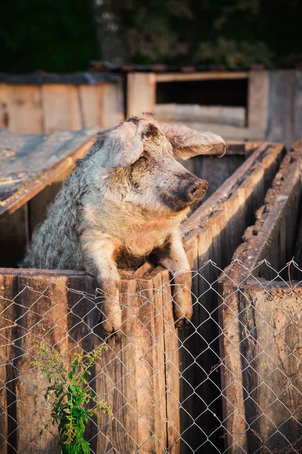 583 Pig Looking Fence Photos - Free & Royalty-Free Stock Photos from ...