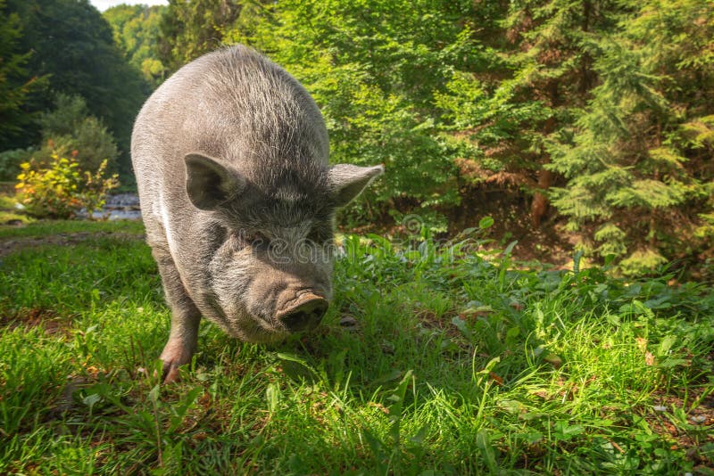 Pamukkale, Turkey stock photo. Image of catarcts, view - 43944298