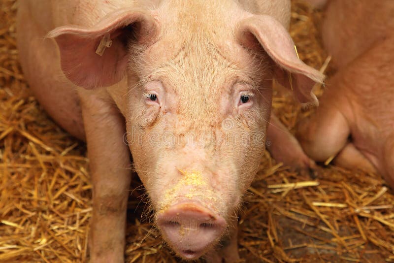 Pig stock image. Image of hogs, parlor, pigpen, agriculture - 39990055