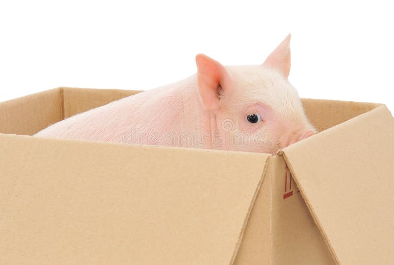 Pig in box stock image. Image of white, piglet, cardboard - 17993701