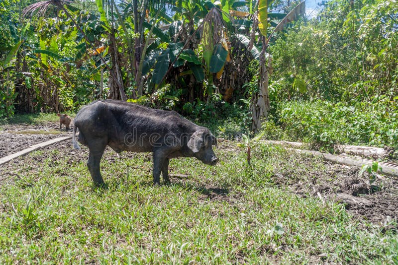 Pig stock image. Image of farm, herd, grazing, peruvian - 131781767