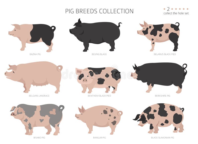 Pig Breeds Collection 2. Farm Animals Set Stock Vector - Illustration ...