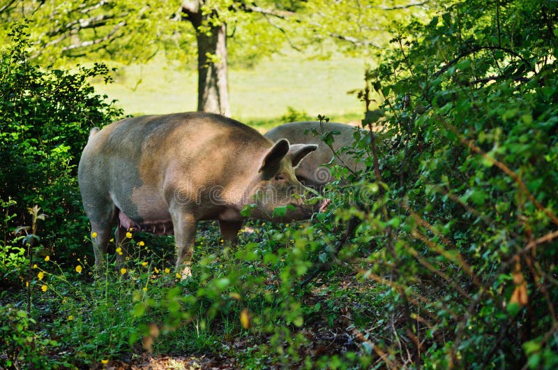 Pig at the bushes stock photo. Image of landscape, field - 47653848