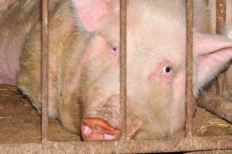 Pig in a cage stock photo. Image of domestic, livestock - 18503176