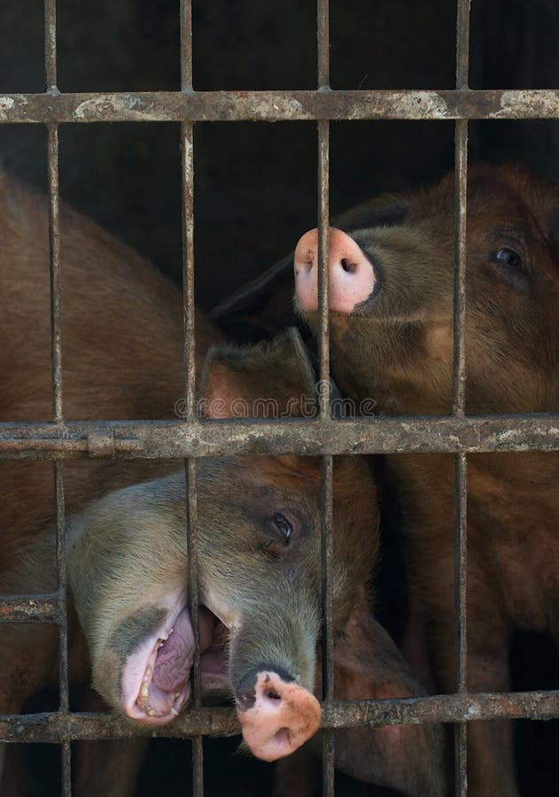 Pig in a cage stock photo. Image of fence, domestic, agriculture - 27286686