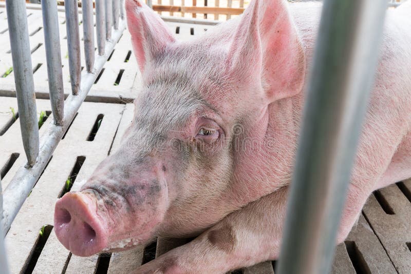Pig Farm stock image. Image of hogs, agriculture, animal - 4144417