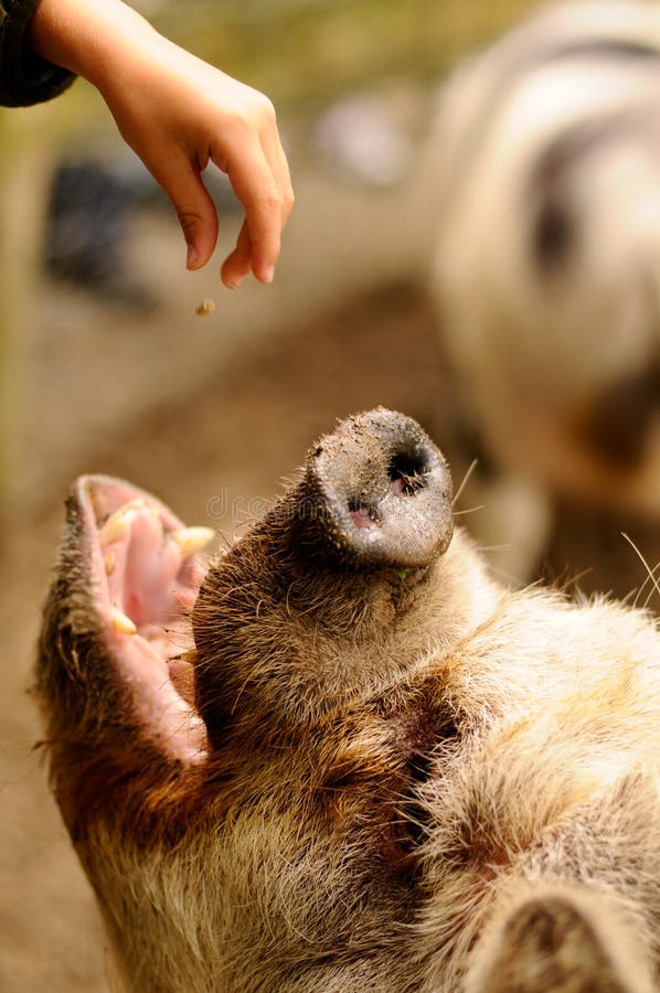 Pig candy stock image. Image of happy, open, mouth, hungry - 13691899