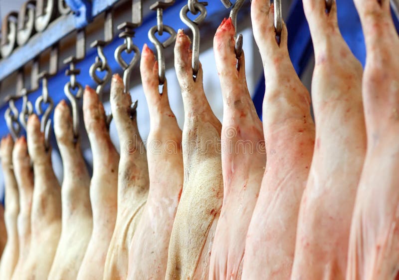 Pig Carcasses Cut in Half Stored in Refrigerator Room of Food ...