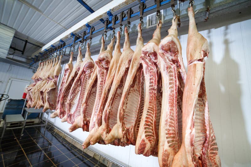 Pig Carcasses Cut in Half Stored in Refrigerator Room of Food ...