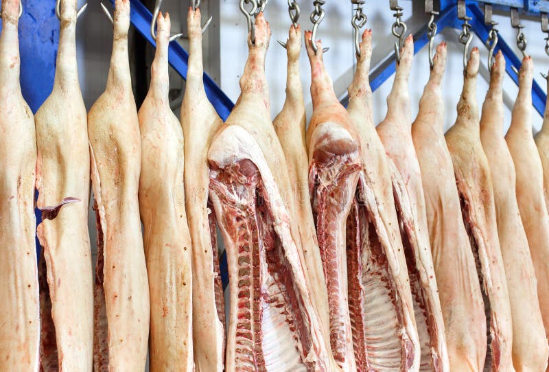 Pig Carcasses Cut in Half Stored in Refrigerator Room of Food ...