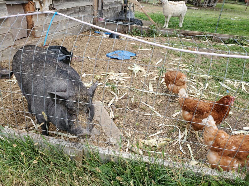 Pig Chicken barn yard stock image. Image of grass, beak - 213479875