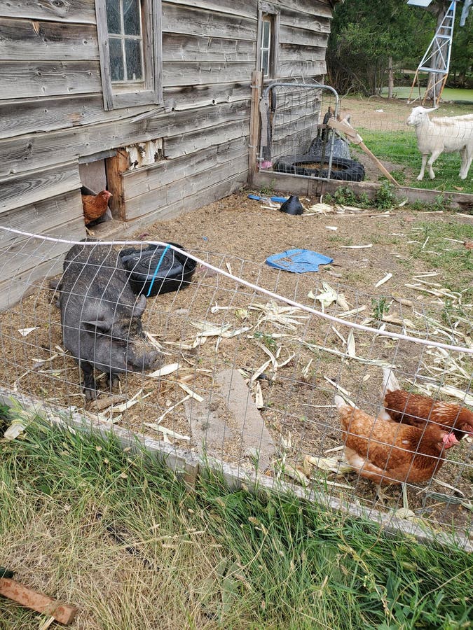 Pig Chicken barn yard stock photo. Image of farm, bird - 213479882