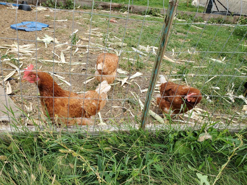 Chicken in the Barn. Chickens and Roosters in a Rustic Ambience. Brown ...